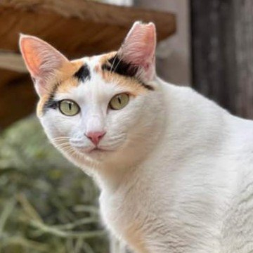 TNR – Park Slope Cats